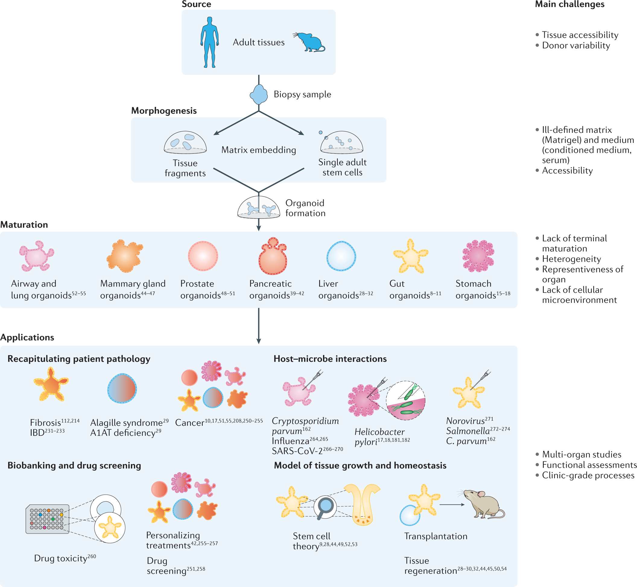Innovative Organoid Engineering Redefining Tissue Construction – Sage ...