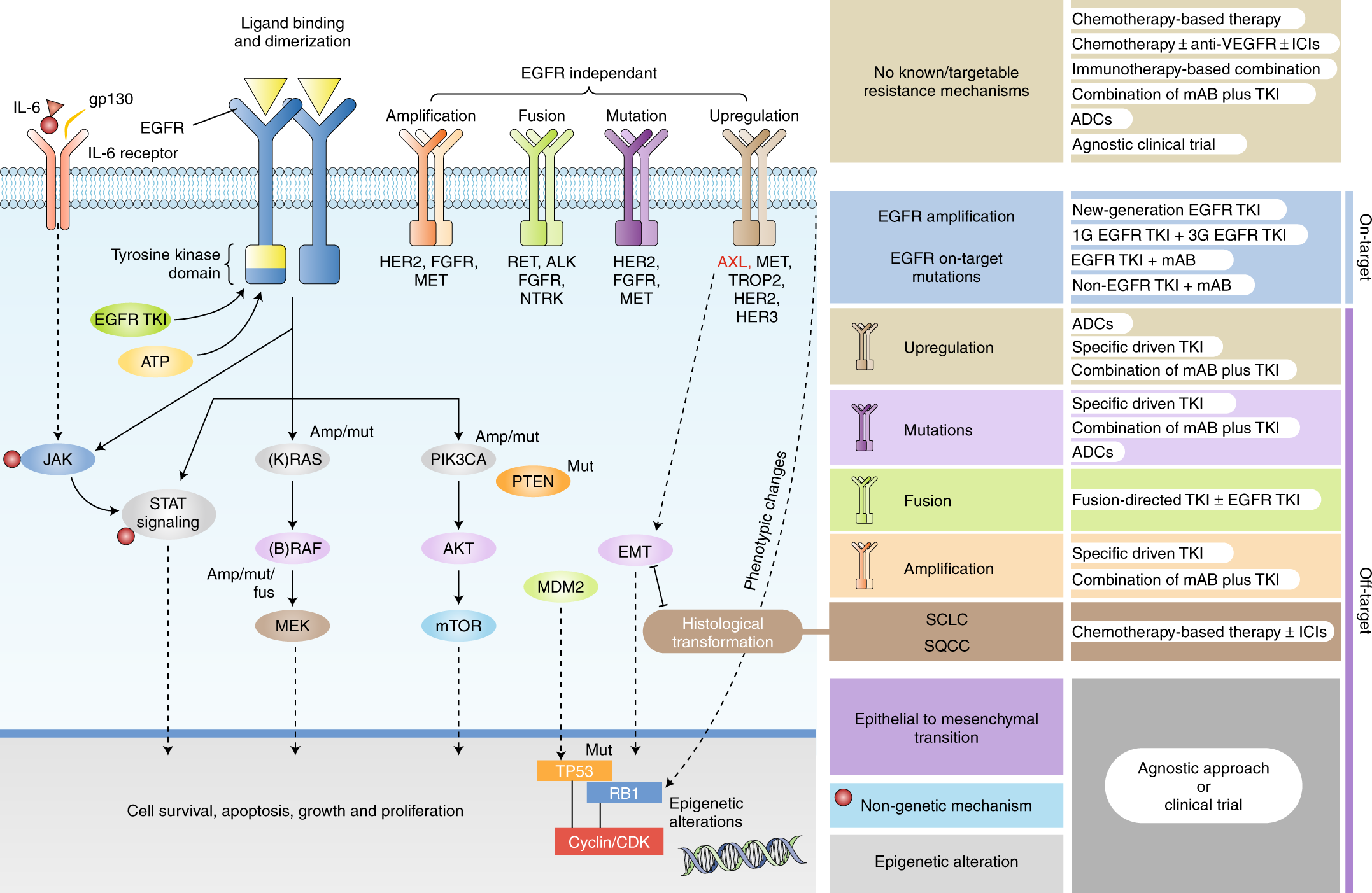 EGFR Mutant Lung Cancer Advancing Treatment with New Combination ...